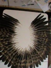 Sample Imitation Eagle Feathers Gallery – Two Eagles Legacy