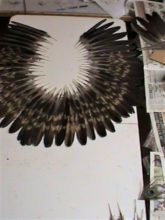 Sample Imitation Eagle Feathers Gallery – Two Eagles Legacy