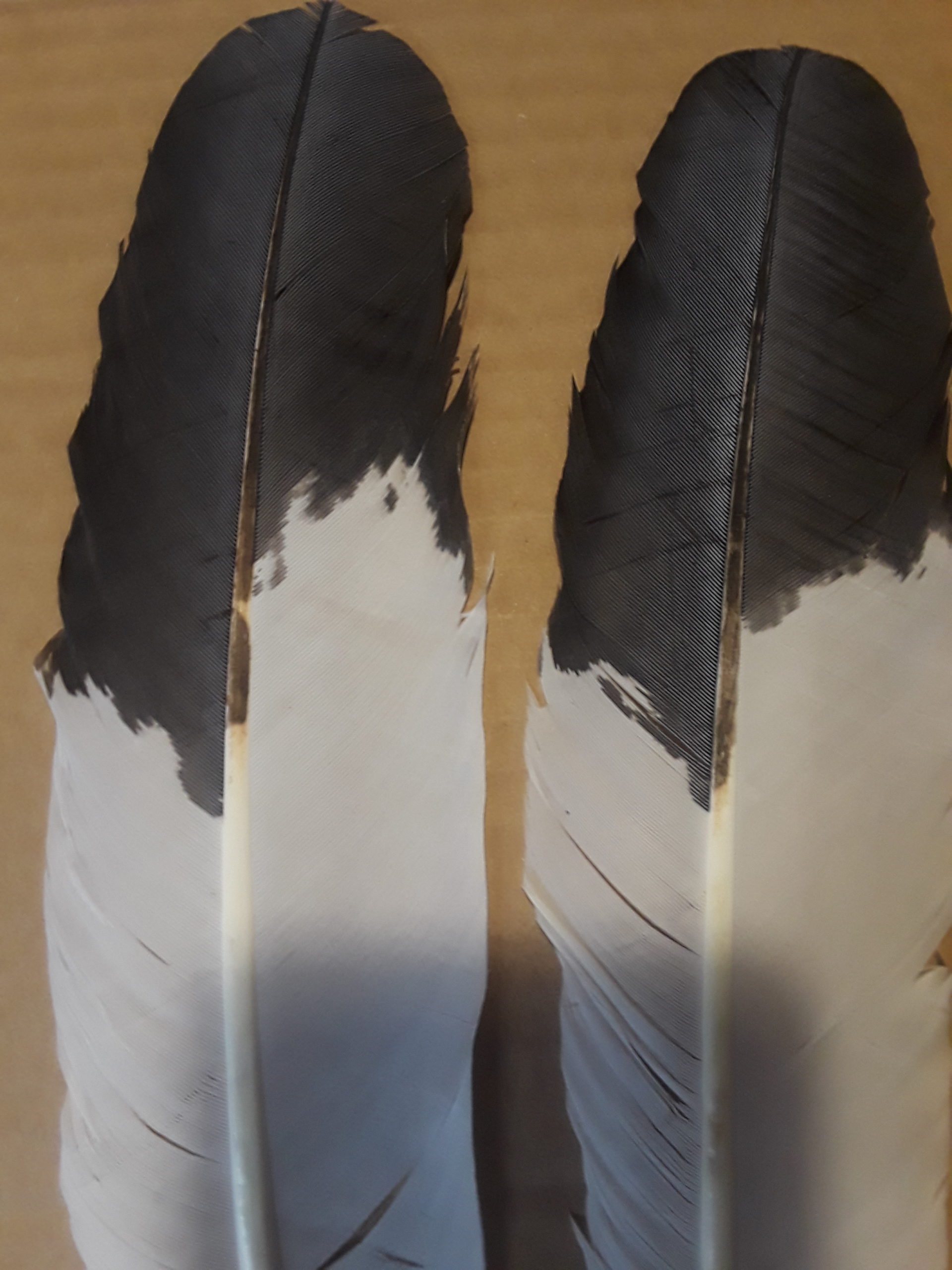 Sample Imitation Eagle Feathers Gallery – Two Eagles Legacy