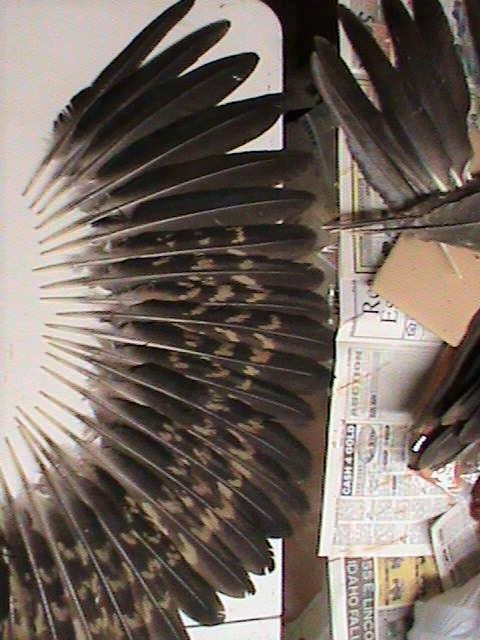 Sample Imitation Eagle Feathers Gallery – Two Eagles Legacy