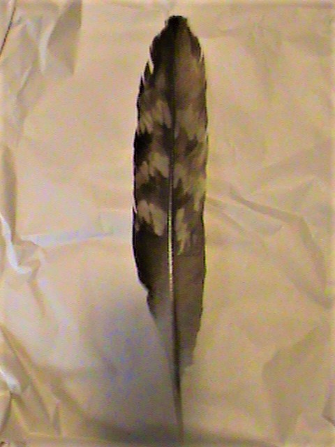Sample Imitation Eagle Feathers Gallery – Two Eagles Legacy