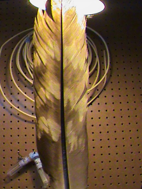 Sample Imitation Eagle Feathers Gallery – Two Eagles Legacy