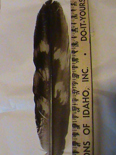 Sample Imitation Eagle Feathers Gallery – Two Eagles Legacy