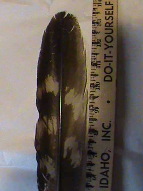 Sample Imitation Eagle Feathers Gallery – Two Eagles Legacy