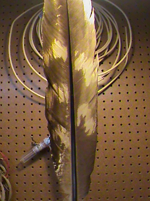 Sample Imitation Eagle Feathers Gallery – Two Eagles Legacy