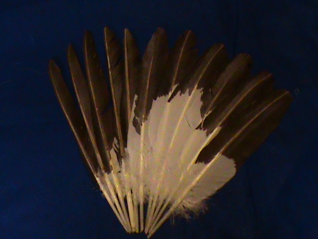 Sample Imitation Eagle Feathers Gallery – Two Eagles Legacy