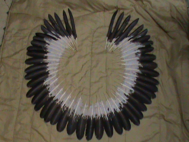 Sample Imitation Eagle Feathers Gallery – Two Eagles Legacy