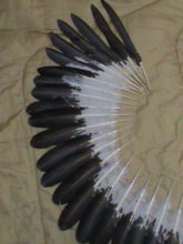 Sample Imitation Eagle Feathers Gallery – Two Eagles Legacy