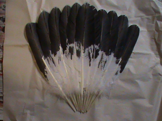 Sample Imitation Eagle Feathers Gallery – Two Eagles Legacy