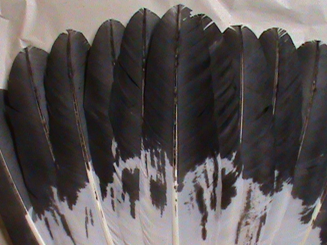 Sample Imitation Eagle Feathers Gallery – Two Eagles Legacy