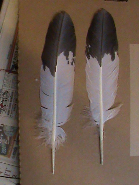 Sample Imitation Eagle Feathers Gallery – Two Eagles Legacy