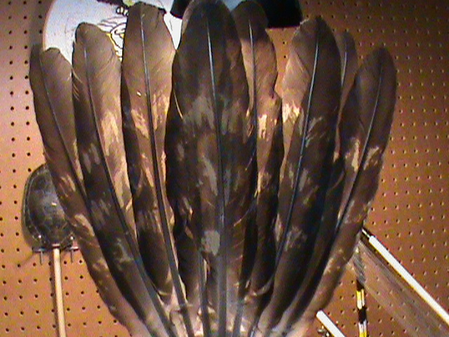 Sample Imitation Eagle Feathers Gallery – Two Eagles Legacy