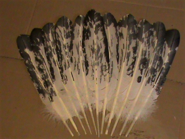 Sample Imitation Eagle Feathers Gallery – Two Eagles Legacy
