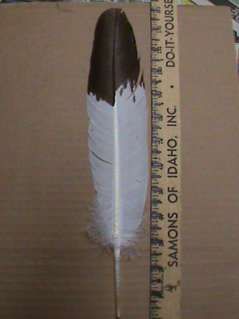 Sample Imitation Eagle Feathers Gallery – Two Eagles Legacy