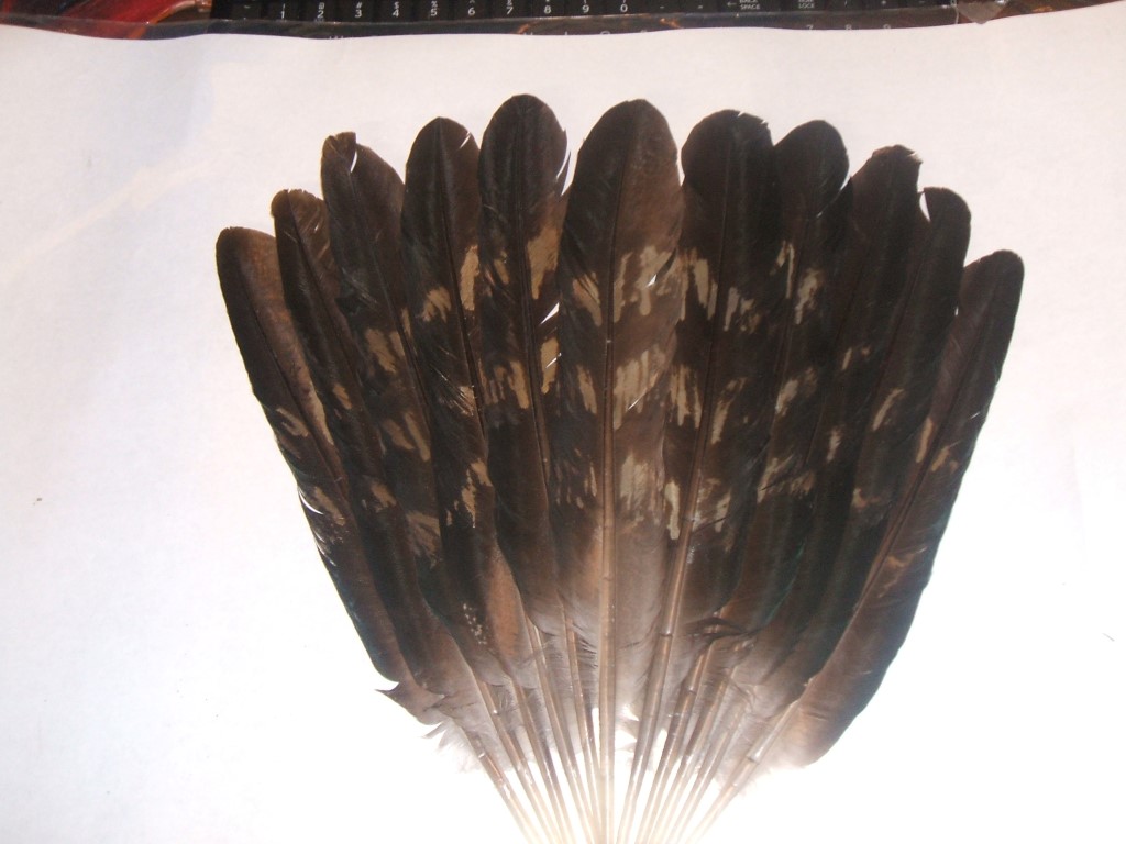 Sample Imitation Eagle Feathers Gallery – Two Eagles Legacy