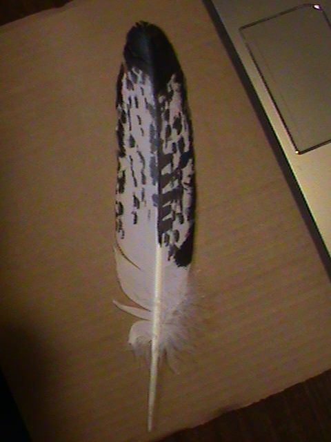 Sample Imitation Eagle Feathers Gallery – Two Eagles Legacy