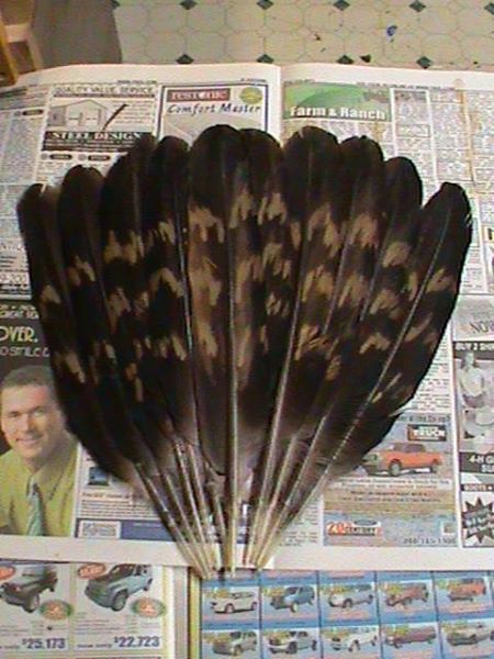 Sample Imitation Eagle Feathers Gallery – Two Eagles Legacy