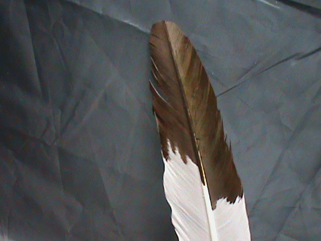 Sample Imitation Eagle Feathers Gallery – Two Eagles Legacy