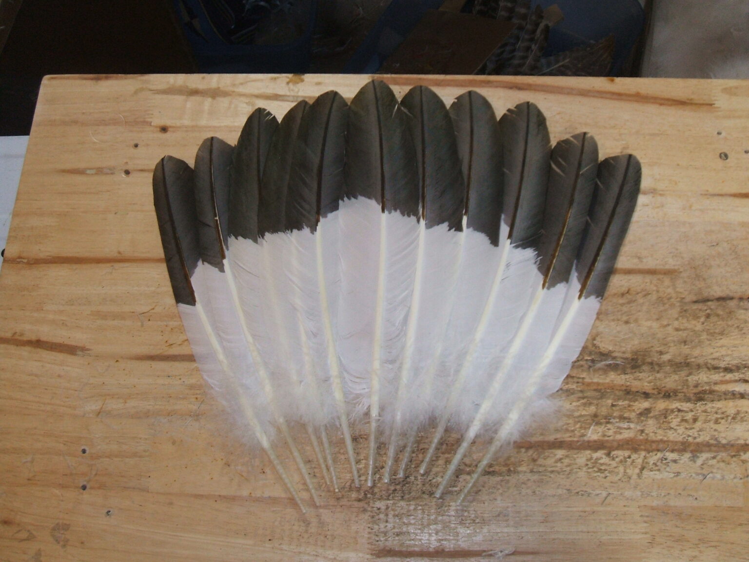 Sample Imitation Eagle Feathers Gallery – Two Eagles Legacy