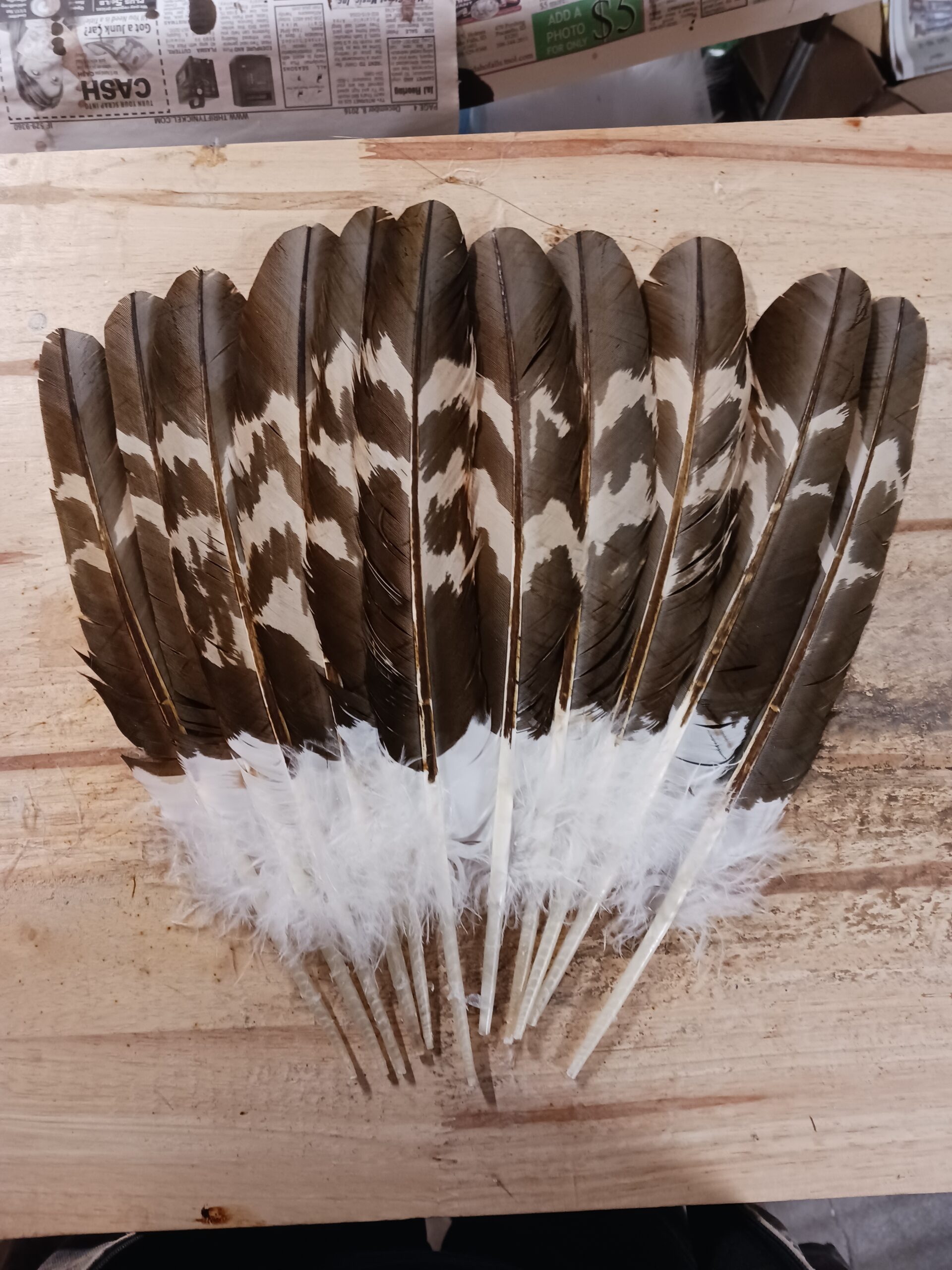 Sample Imitation Eagle Feathers Gallery – Two Eagles Legacy