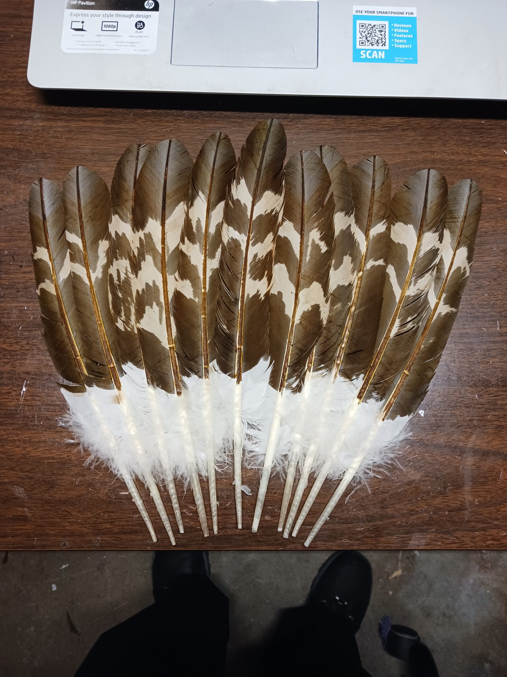 Sample Imitation Eagle Feathers Gallery – Two Eagles Legacy
